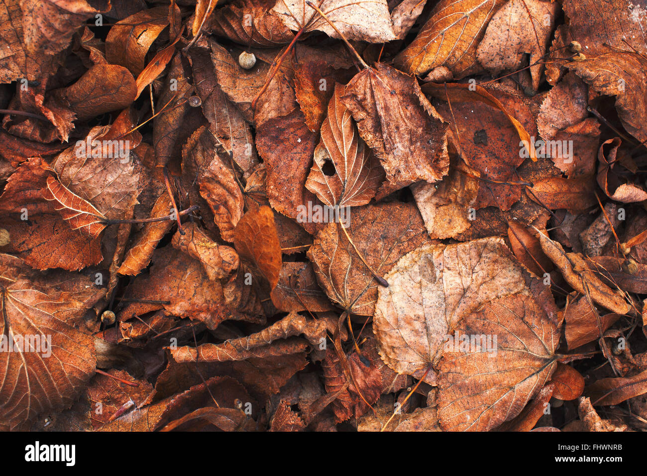Autumn old fallen leaves background texture Stock Photo - Alamy