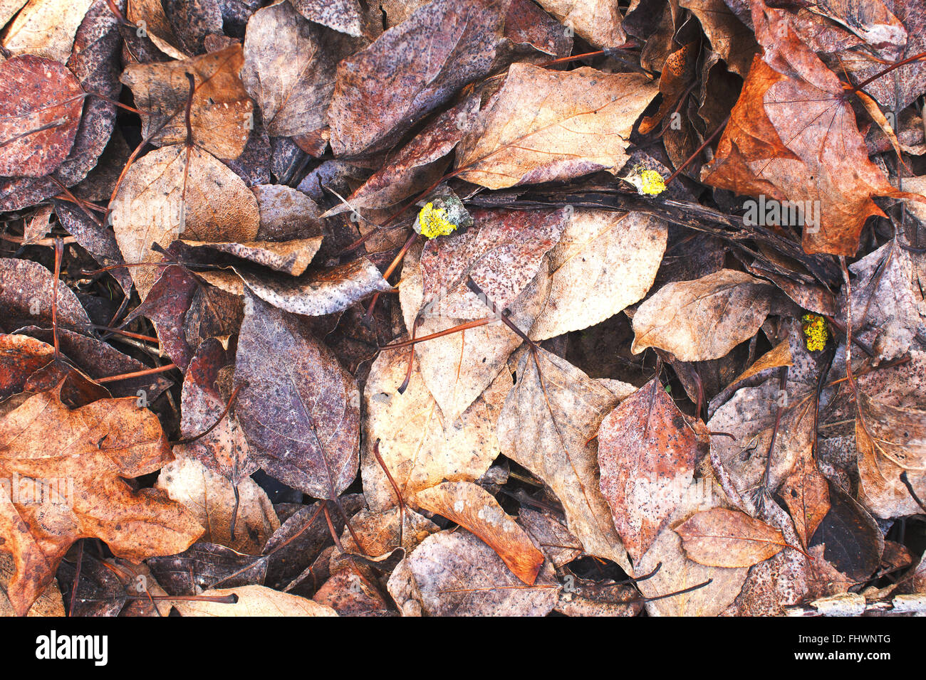 Beautiful autumn fallen leaves seasonal background texture Stock Photo ...