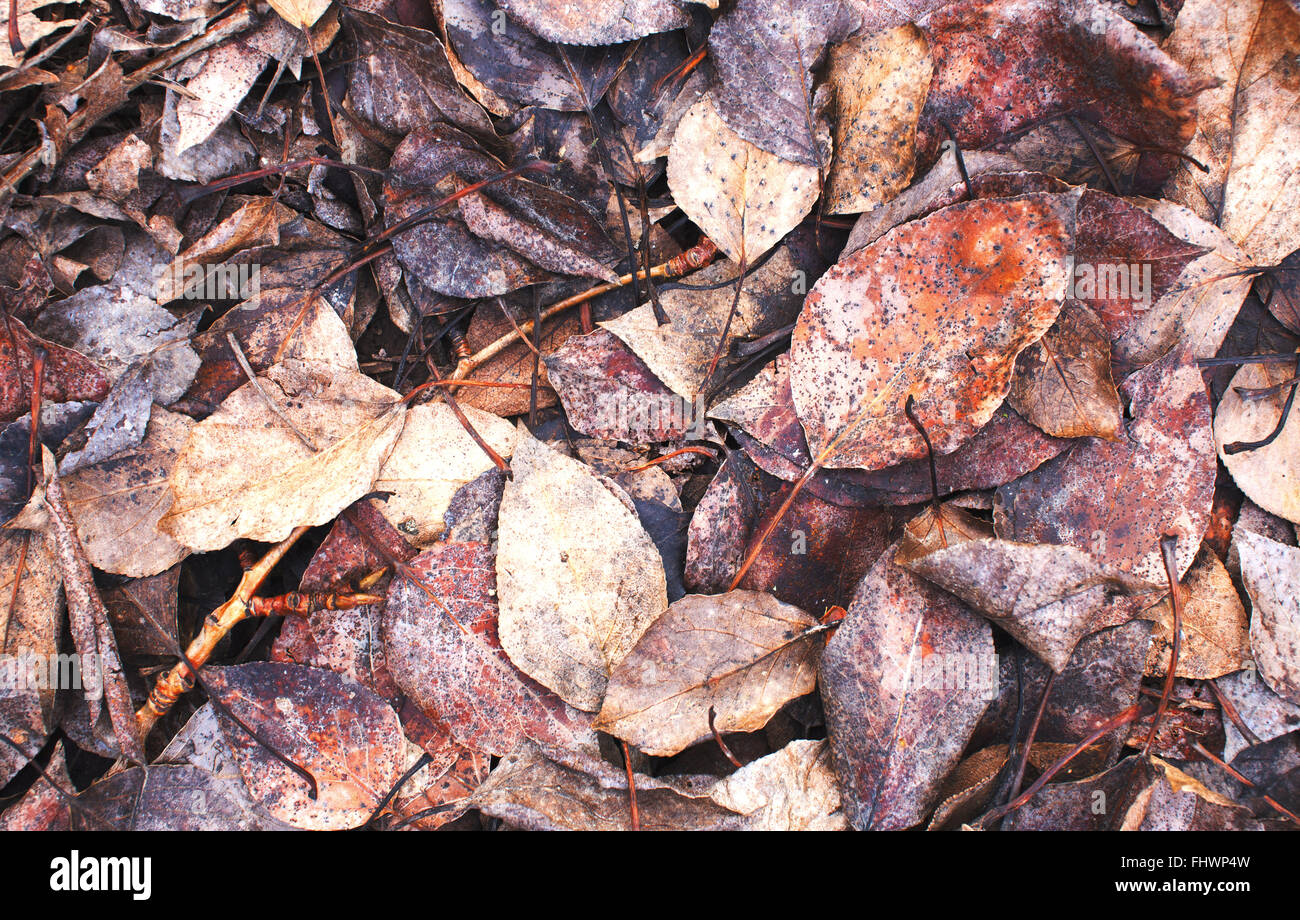 Fallen leaf autumn background texture Stock Photo - Alamy