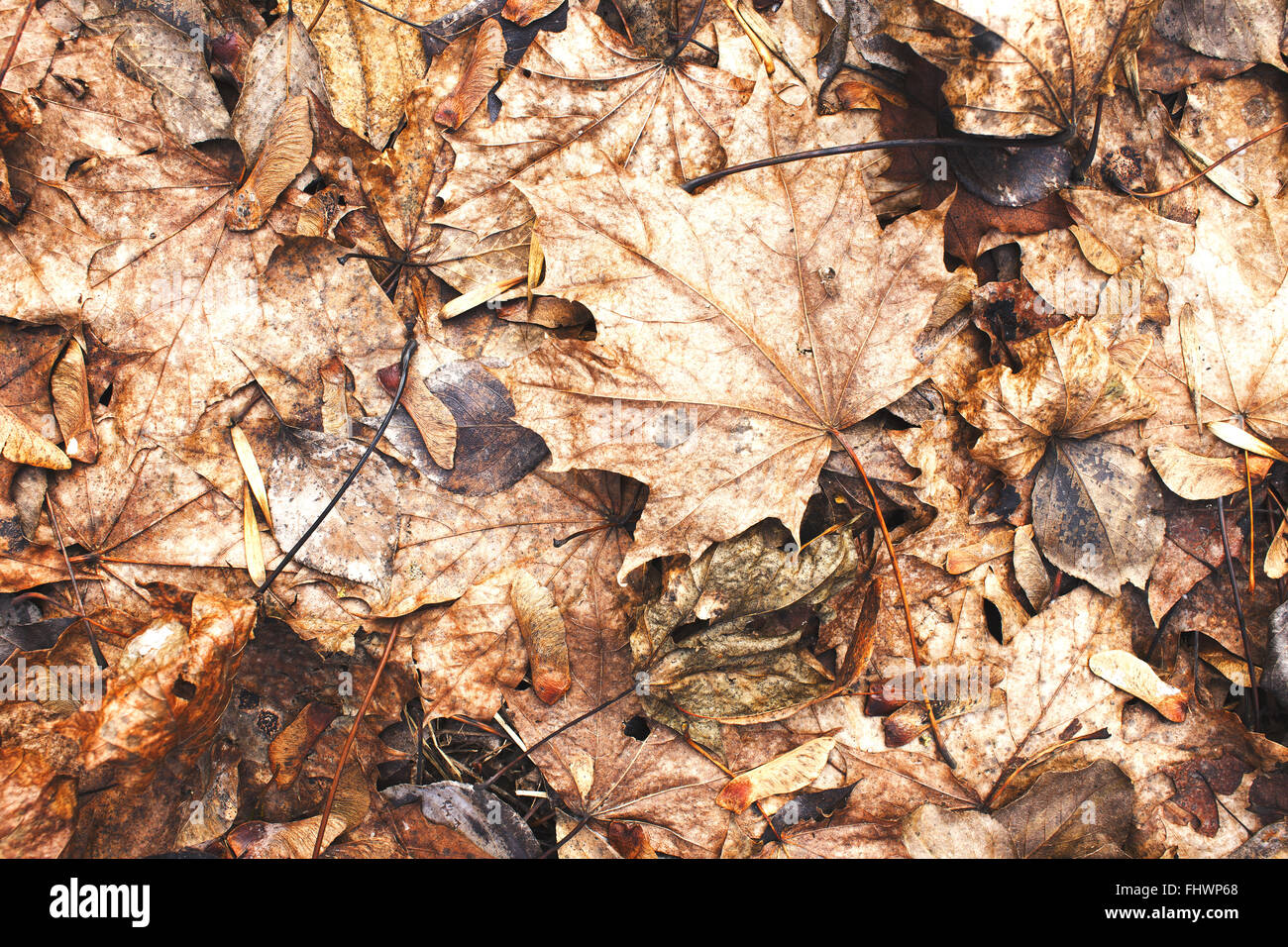 Golden fallen maple leaves autumn background Stock Photo - Alamy
