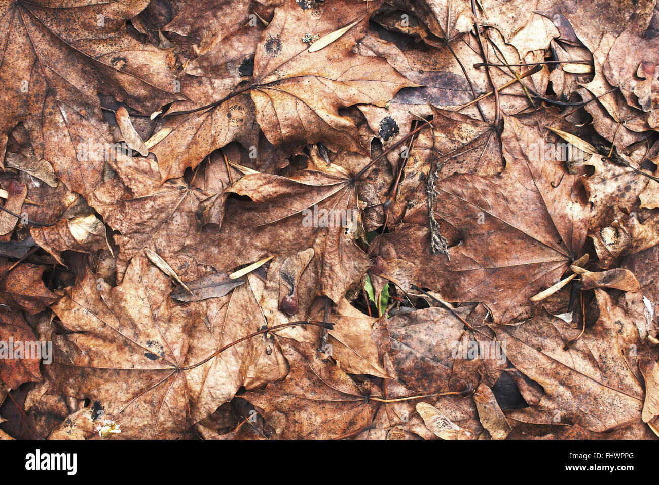 Golden fallen autumn leaf leaves background texture Stock Photo - Alamy