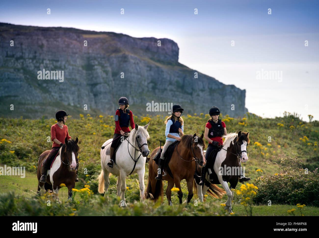 Gower ponies hi-res stock photography and images - Alamy