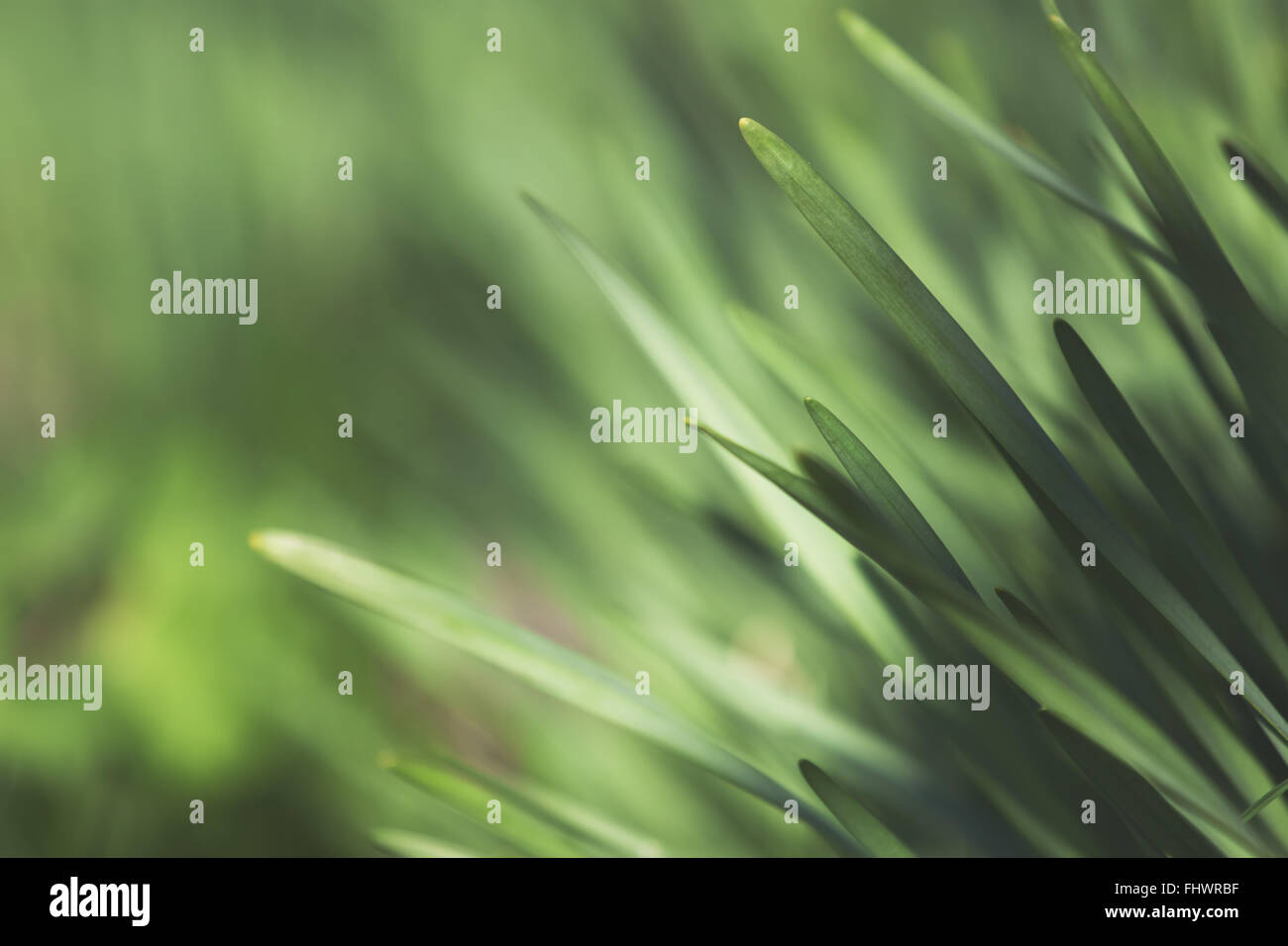 Closeup image natural green grass hi-res stock photography and images ...