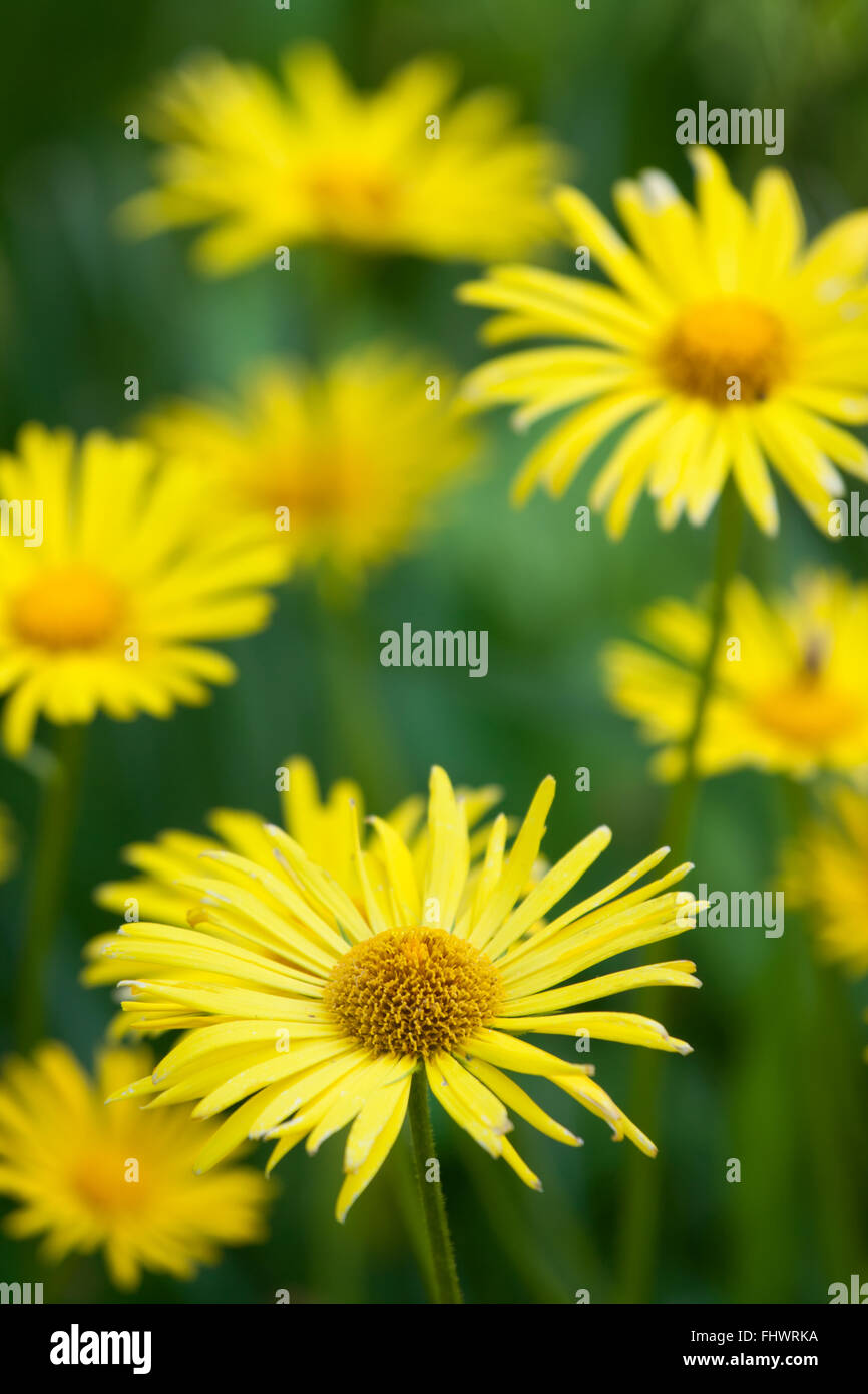 Group of yellow flowers hi-res stock photography and images - Alamy