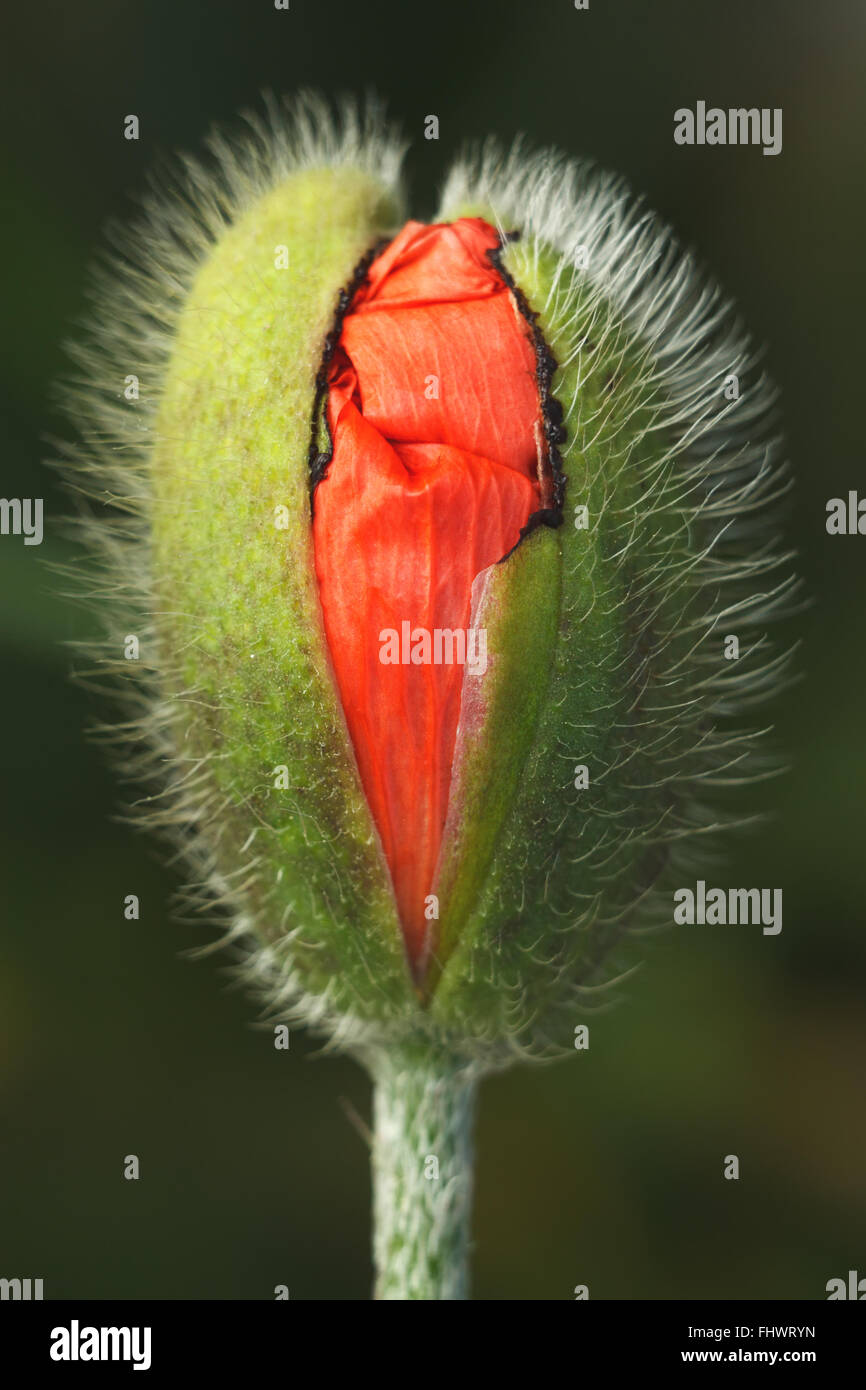 Poppies on summer meadow hi-res stock photography and images - Alamy