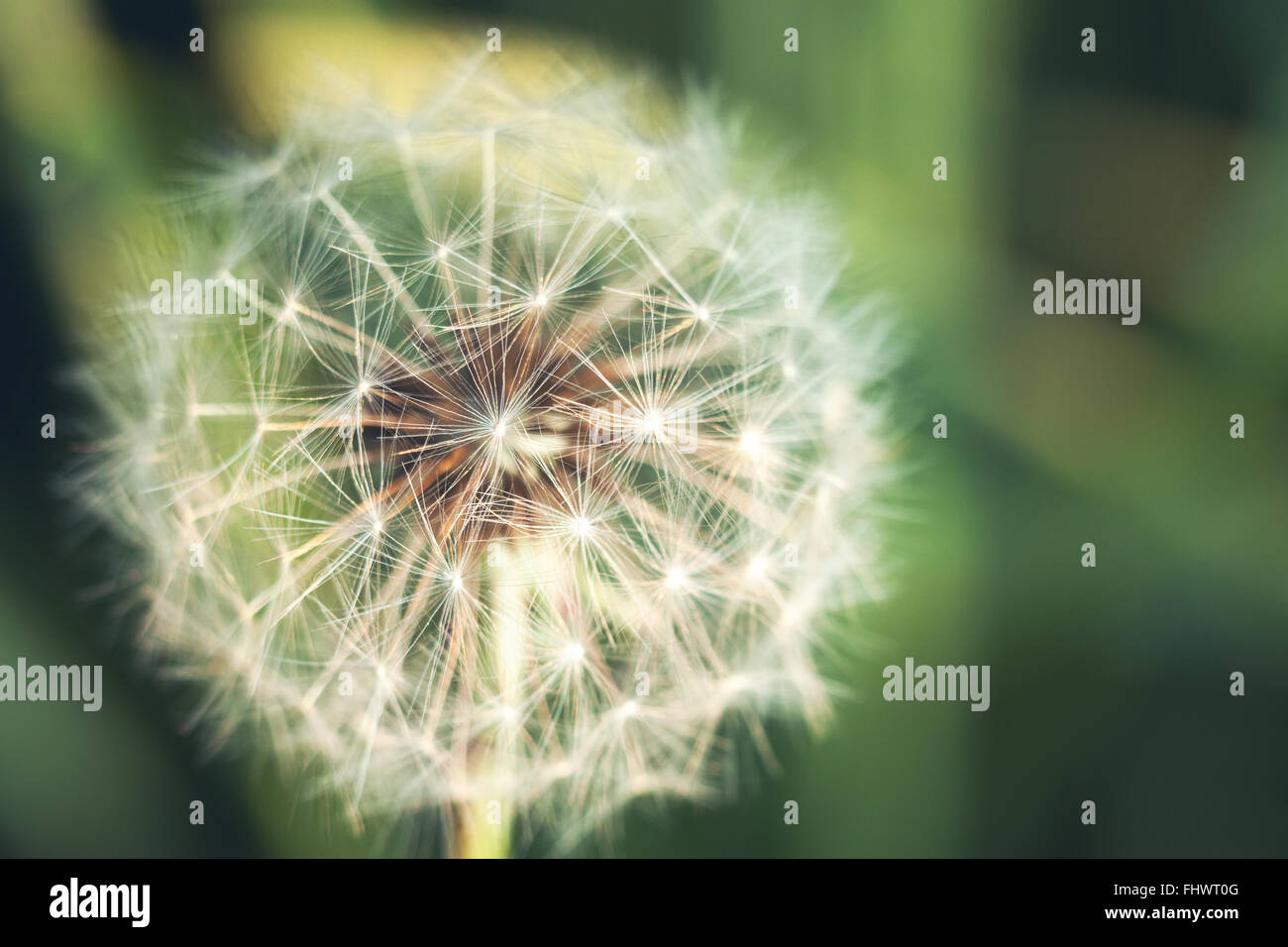 Pollination dandelion hi-res stock photography and images - Alamy