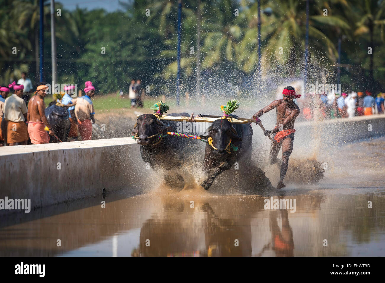Buffalo race celebration in Western Karnataka, India Stock Photo - Alamy