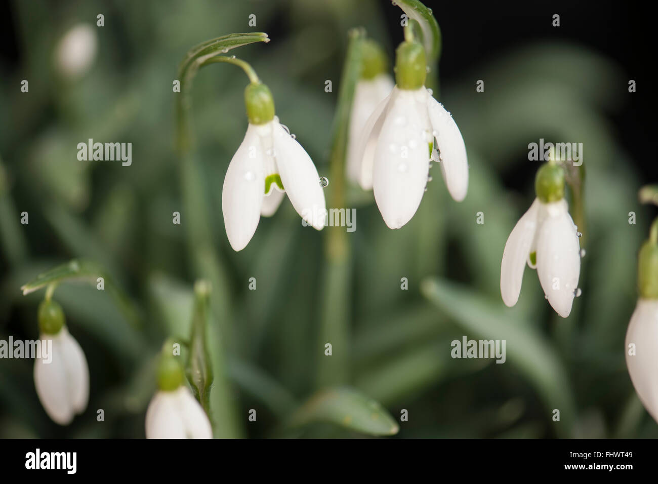 Snow forest park ireland hi-res stock photography and images - Alamy