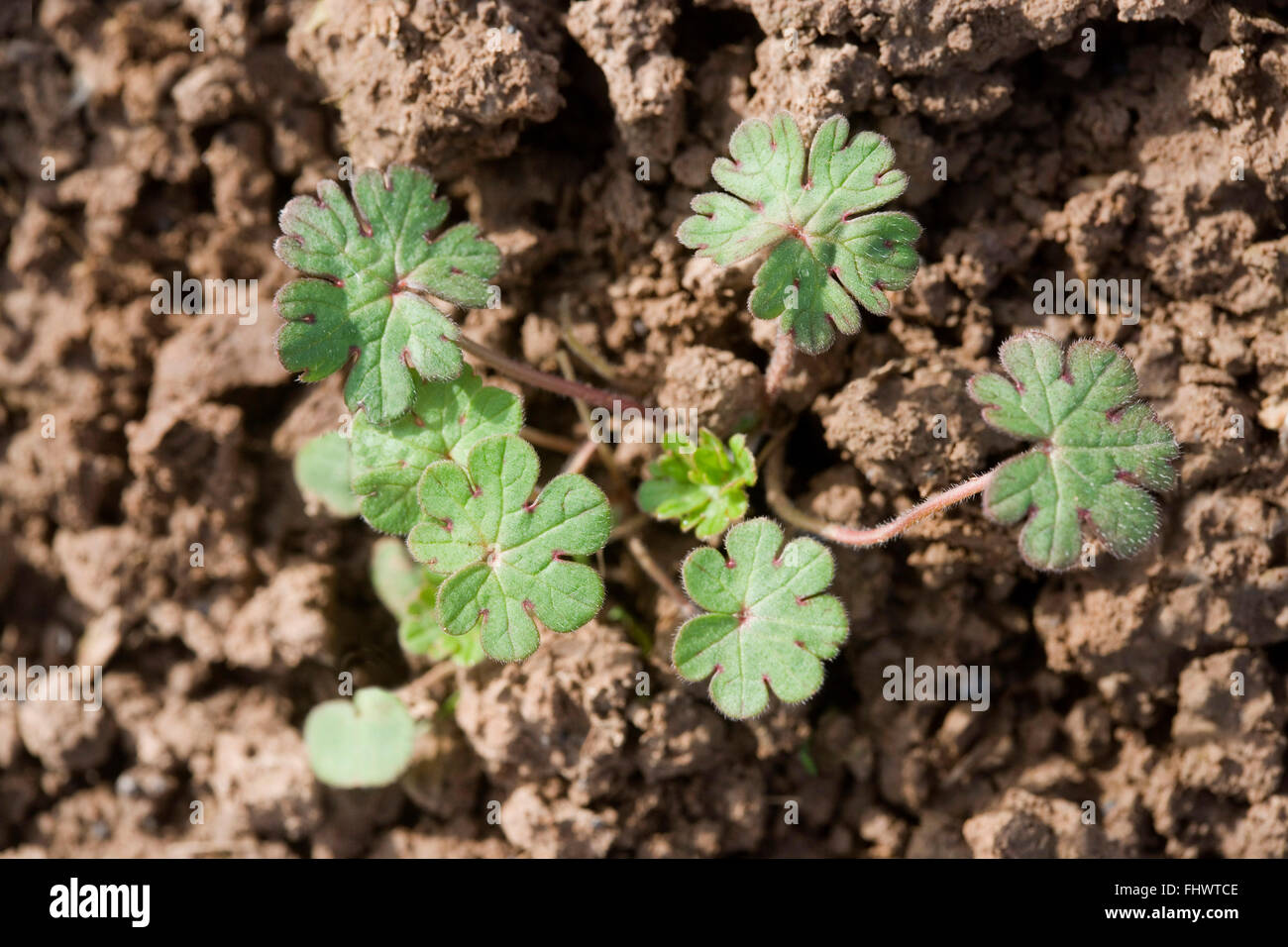 Geranium seedling hi-res stock photography and images - Alamy