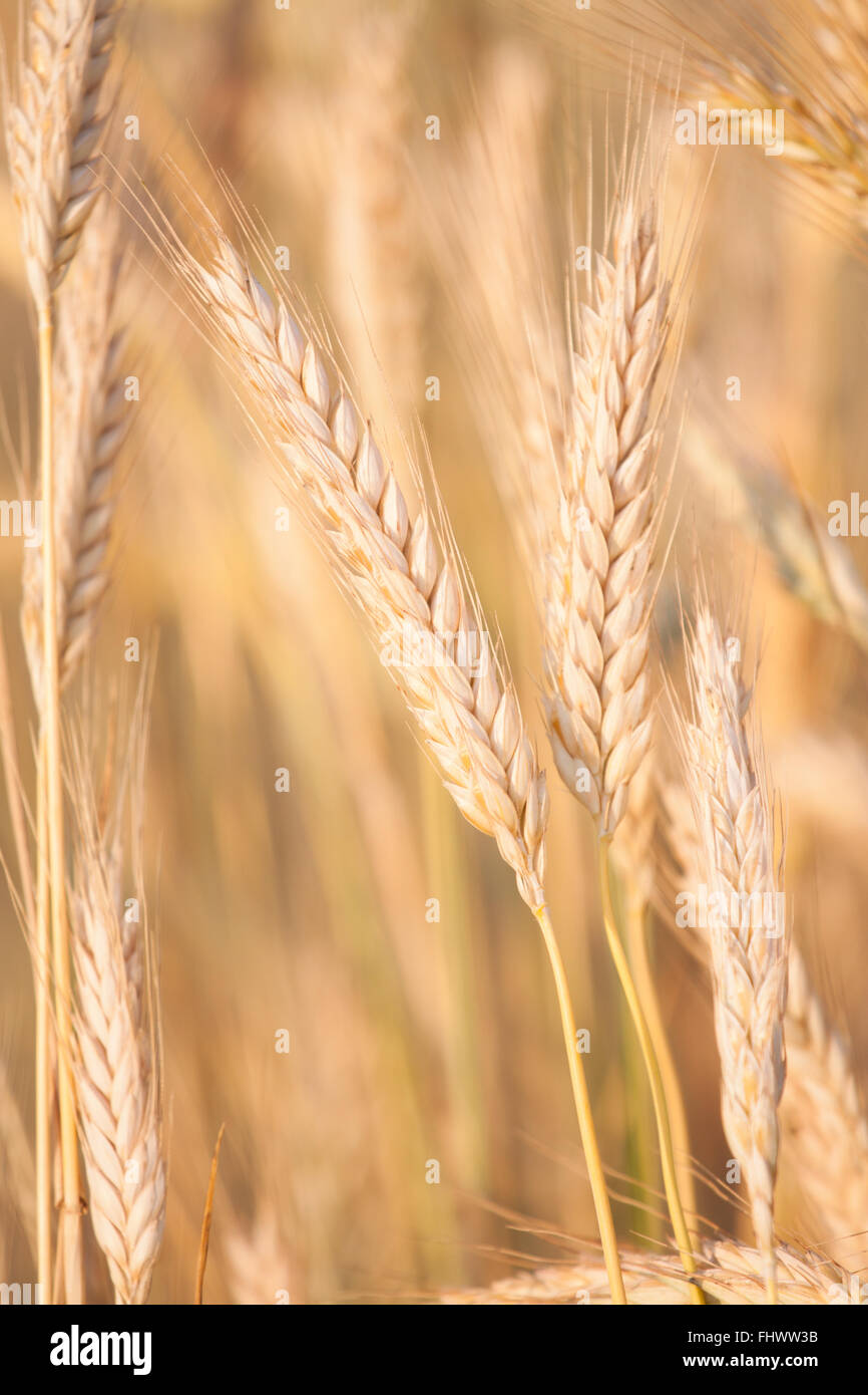 Growing on field hi-res stock photography and images - Alamy