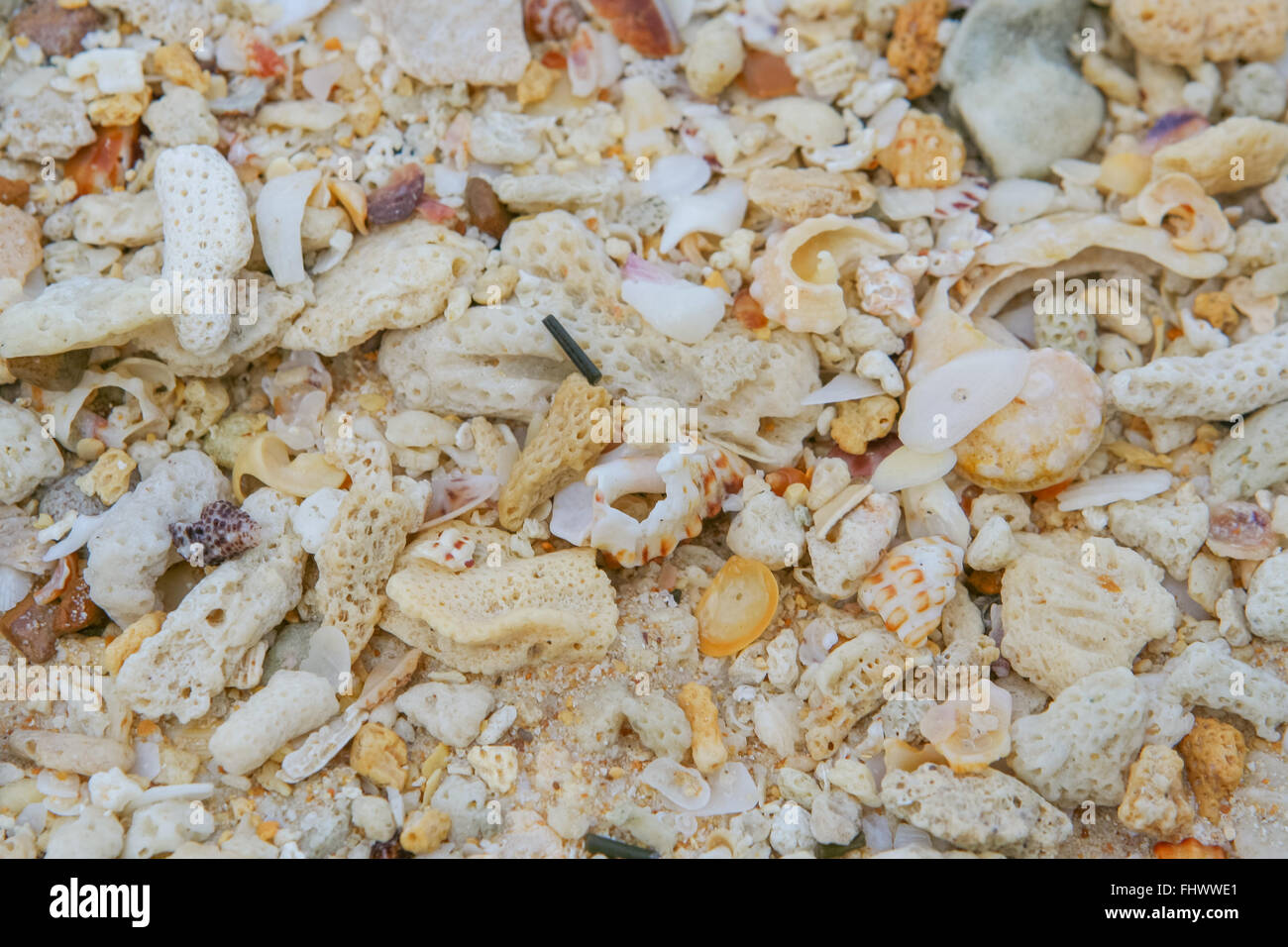Sea sand texture made of shell and stone pieces. Seamless texture Stock ...