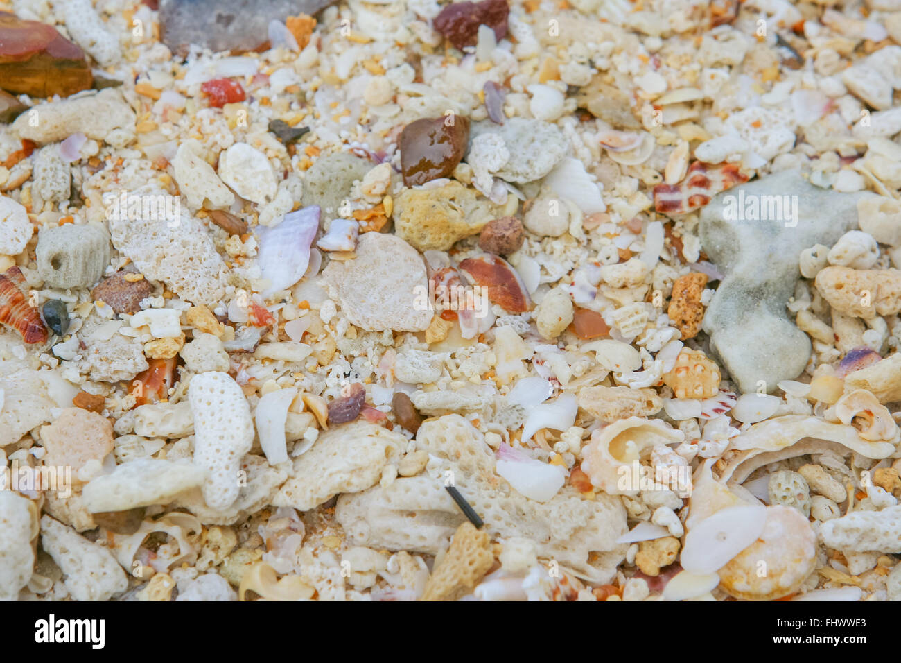 Sea sand texture made of shell and stone pieces. Seamless texture Stock ...