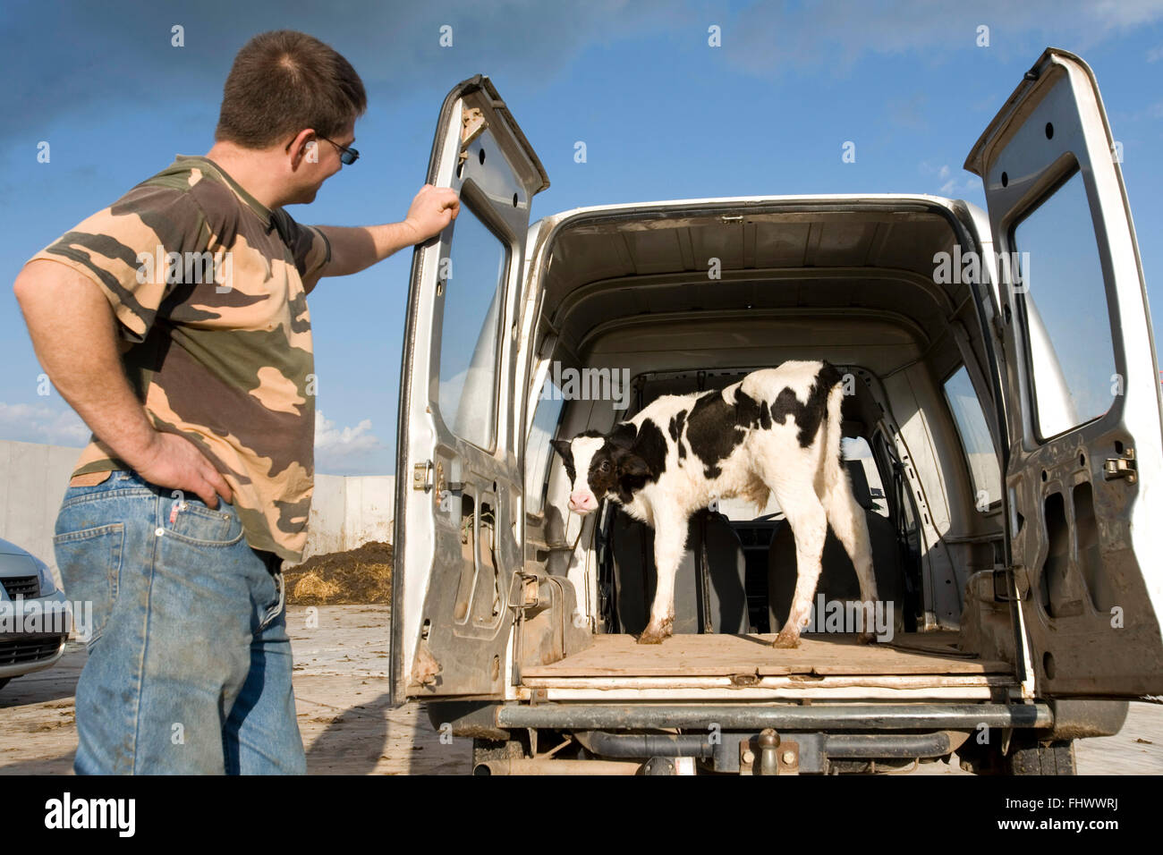 Cow and calf car park hi-res stock photography and images - Alamy