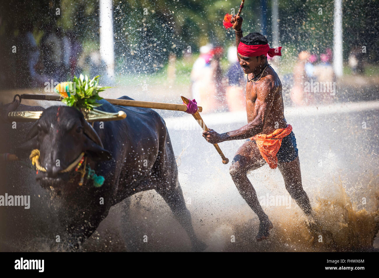 Buffalo race celebration in Western Karnataka, India Stock Photo - Alamy