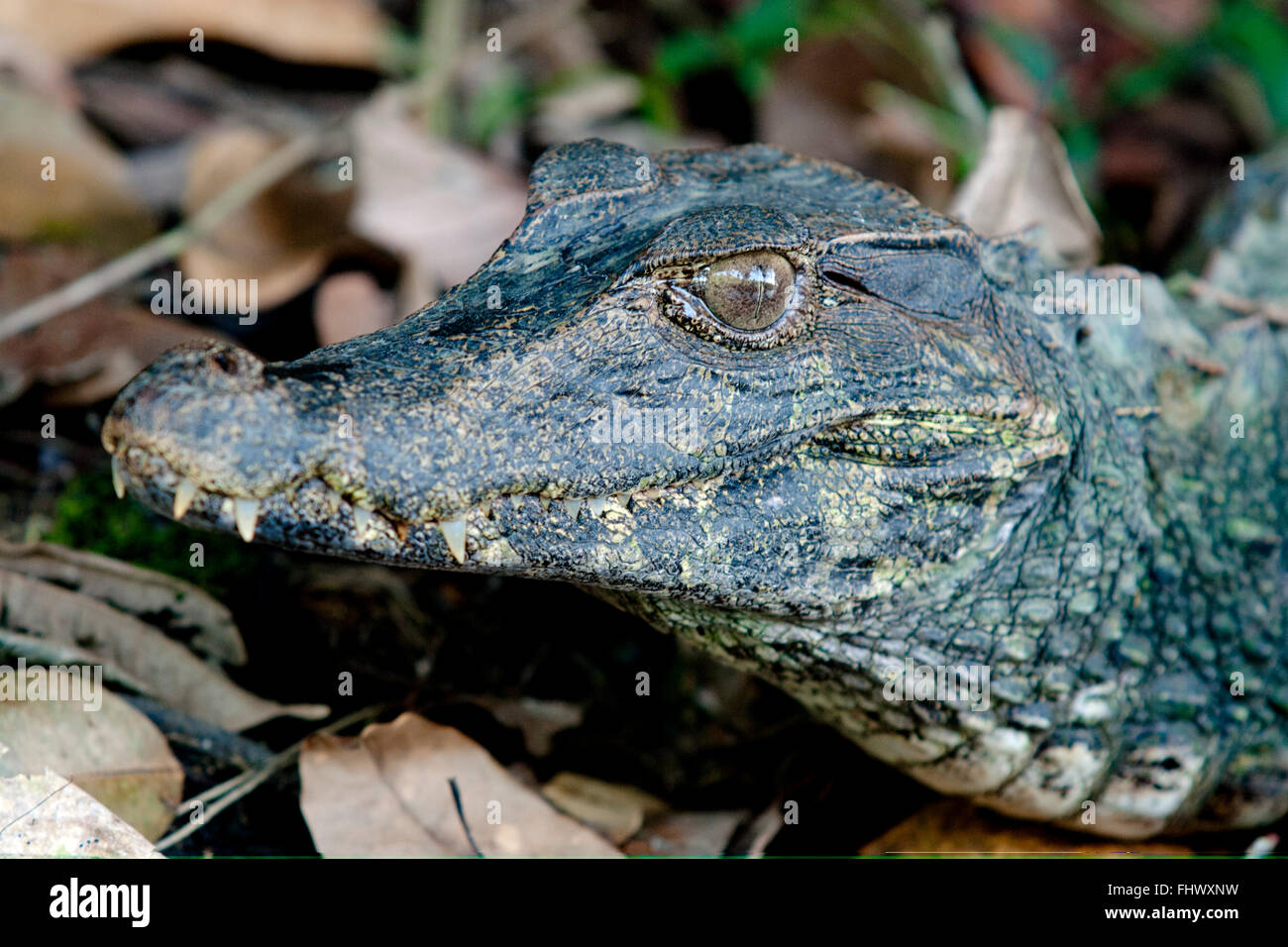 Cuvier's dwarf caiman (Paleosuchus palpebrosus Stock Photo - Alamy