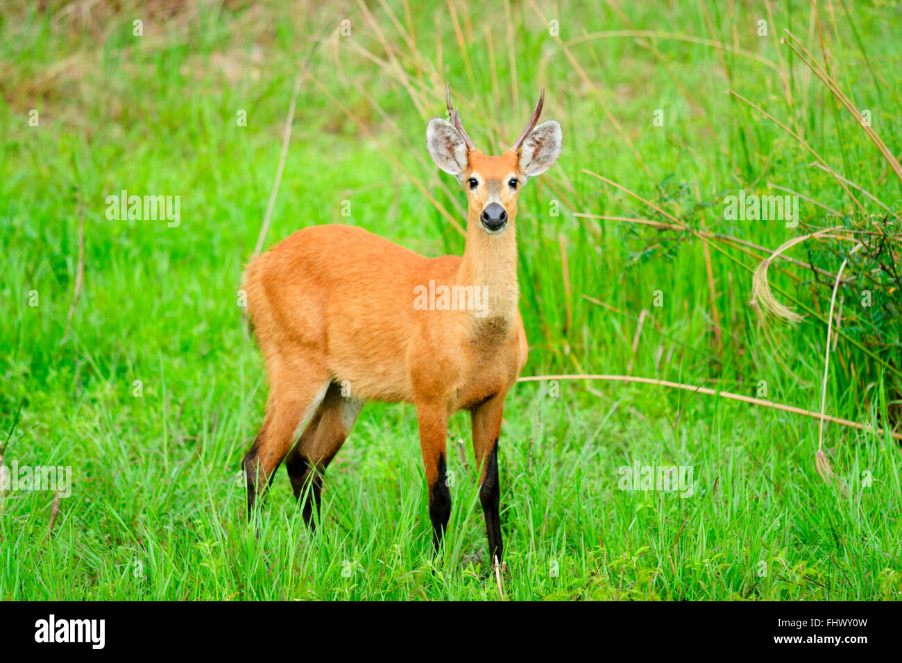 Marsh deer (Blastocerus dichotomus) a native deer of South America ...