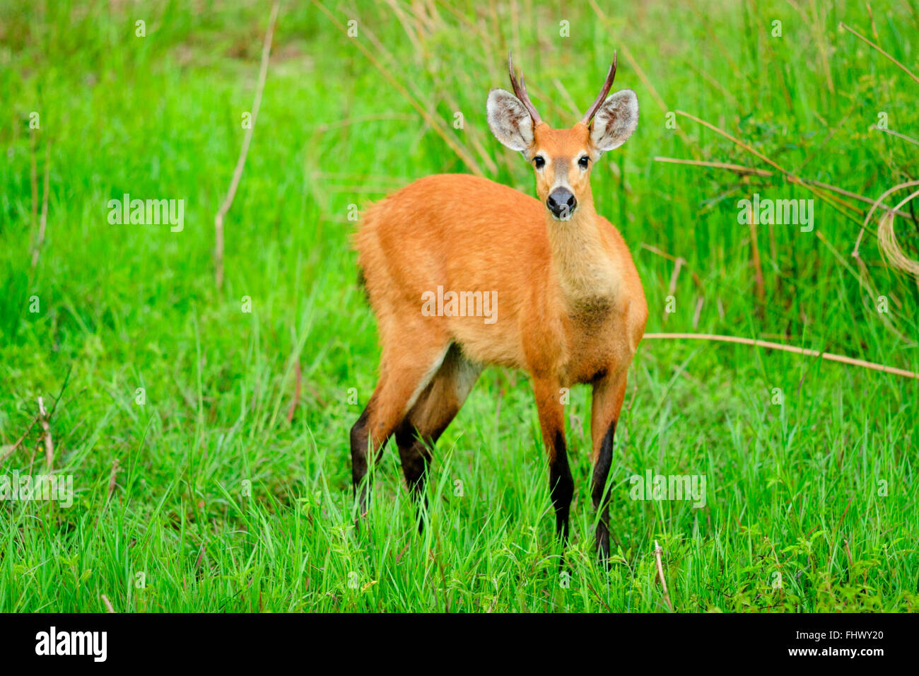 Marsh deer (Blastocerus dichotomus) a native deer of South America ...