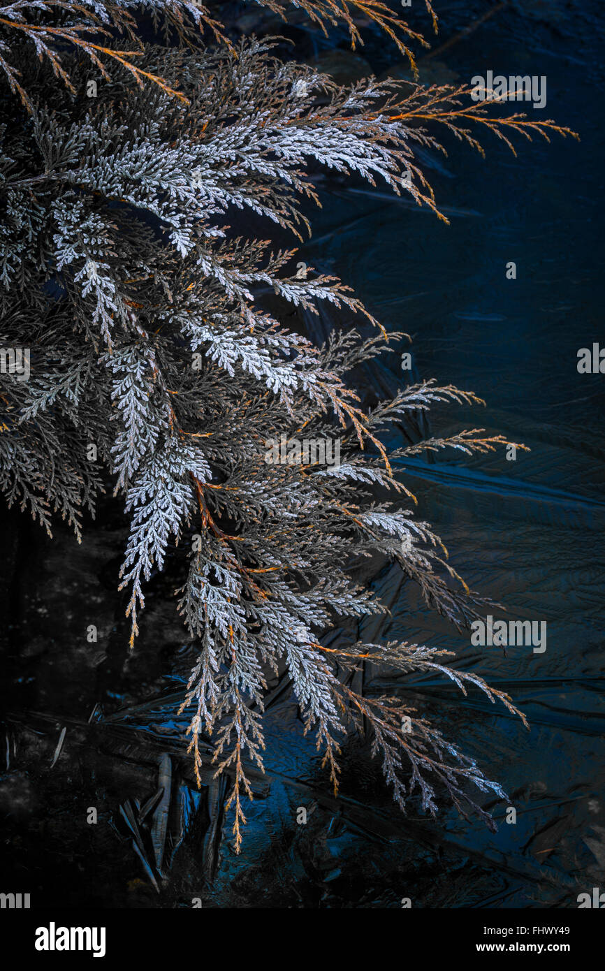 Frozen conifer and icy water Stock Photo - Alamy