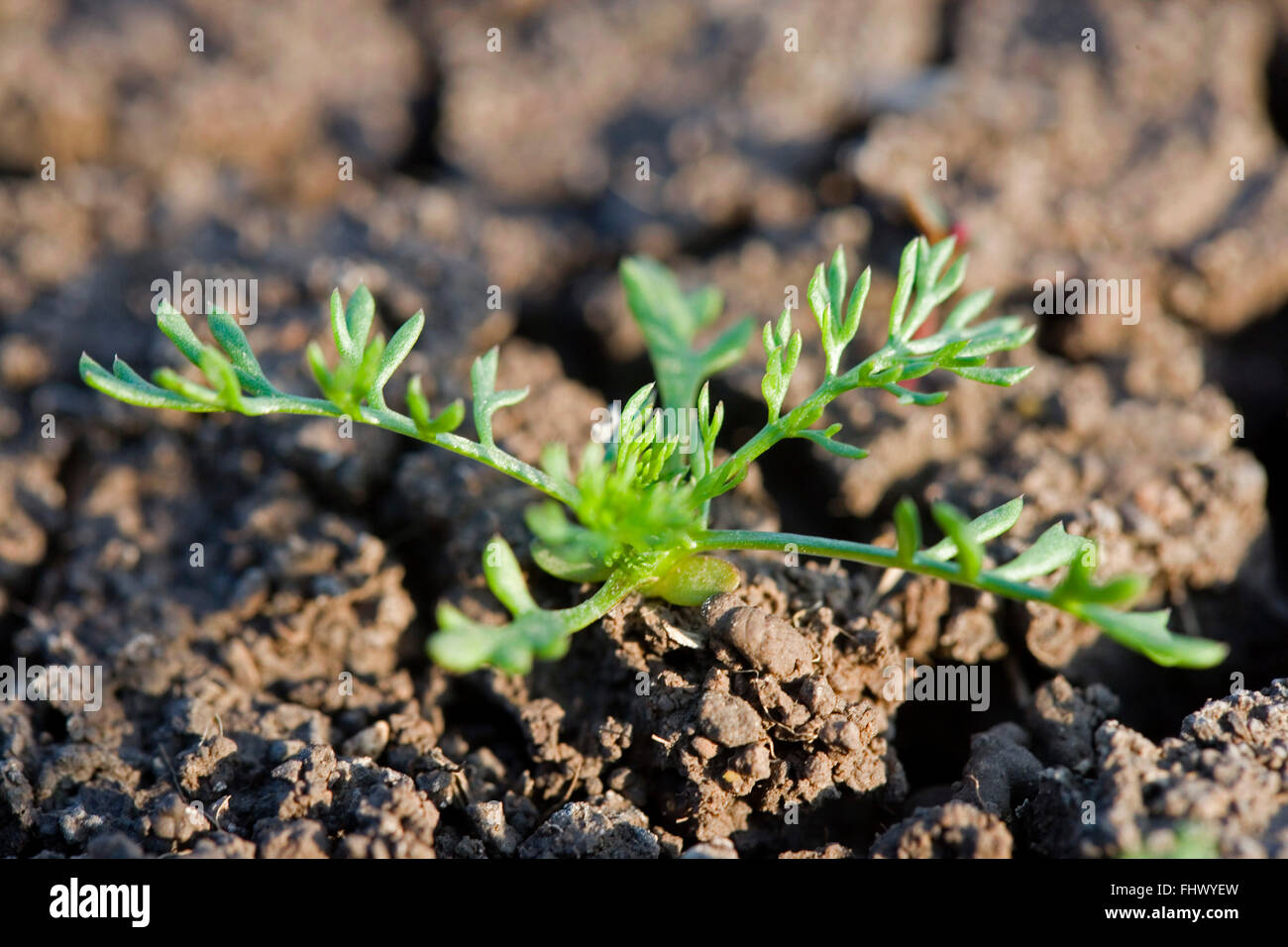 Self propagating hi-res stock photography and images - Alamy