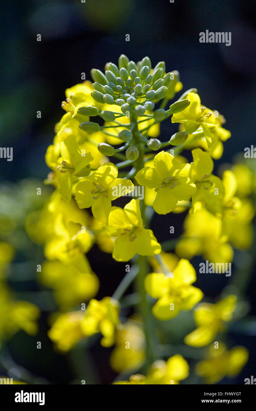 Terminal Spike High Resolution Stock Photography and Images - Alamy
