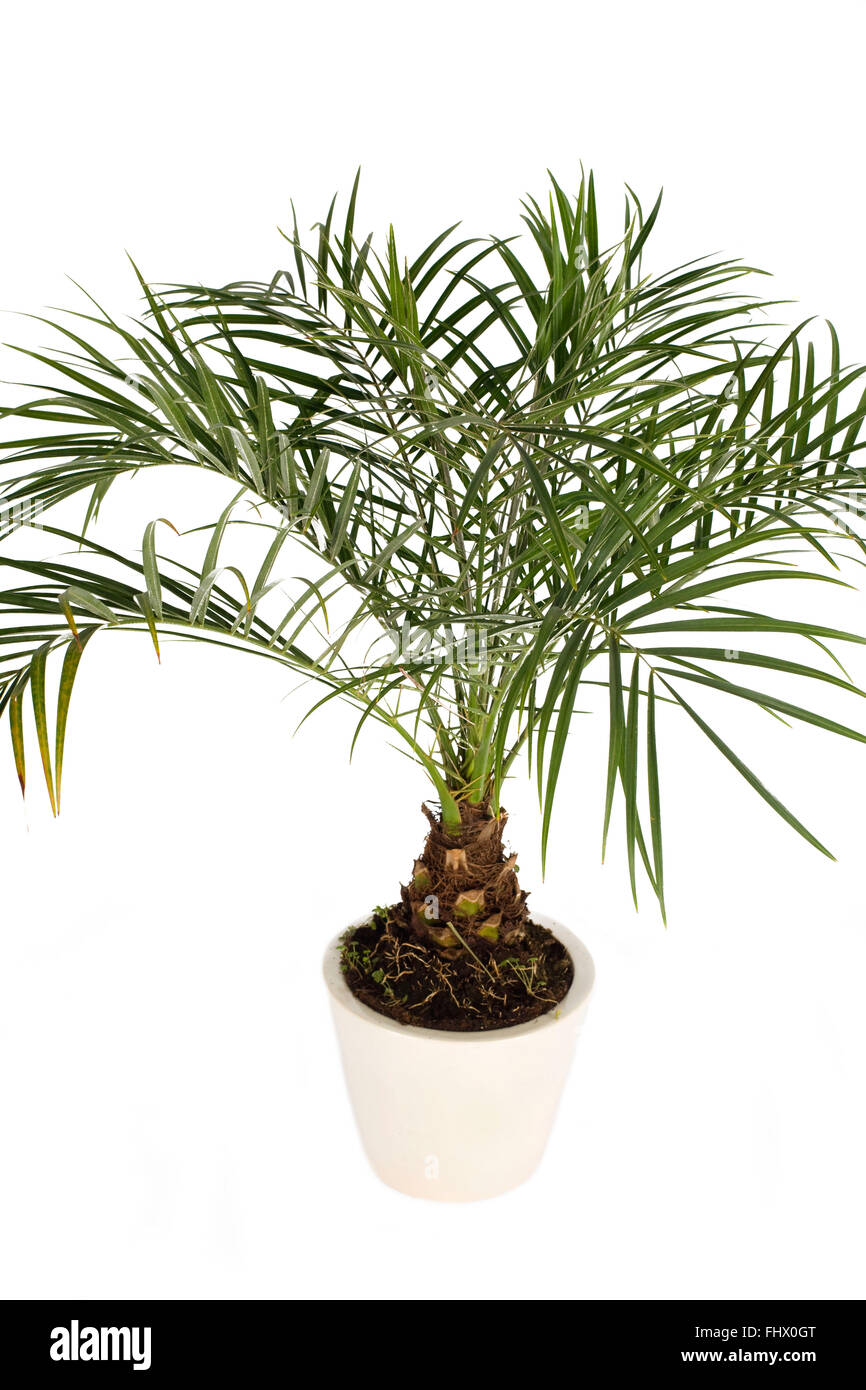 Pygmy date palm hi-res stock photography and images - Alamy