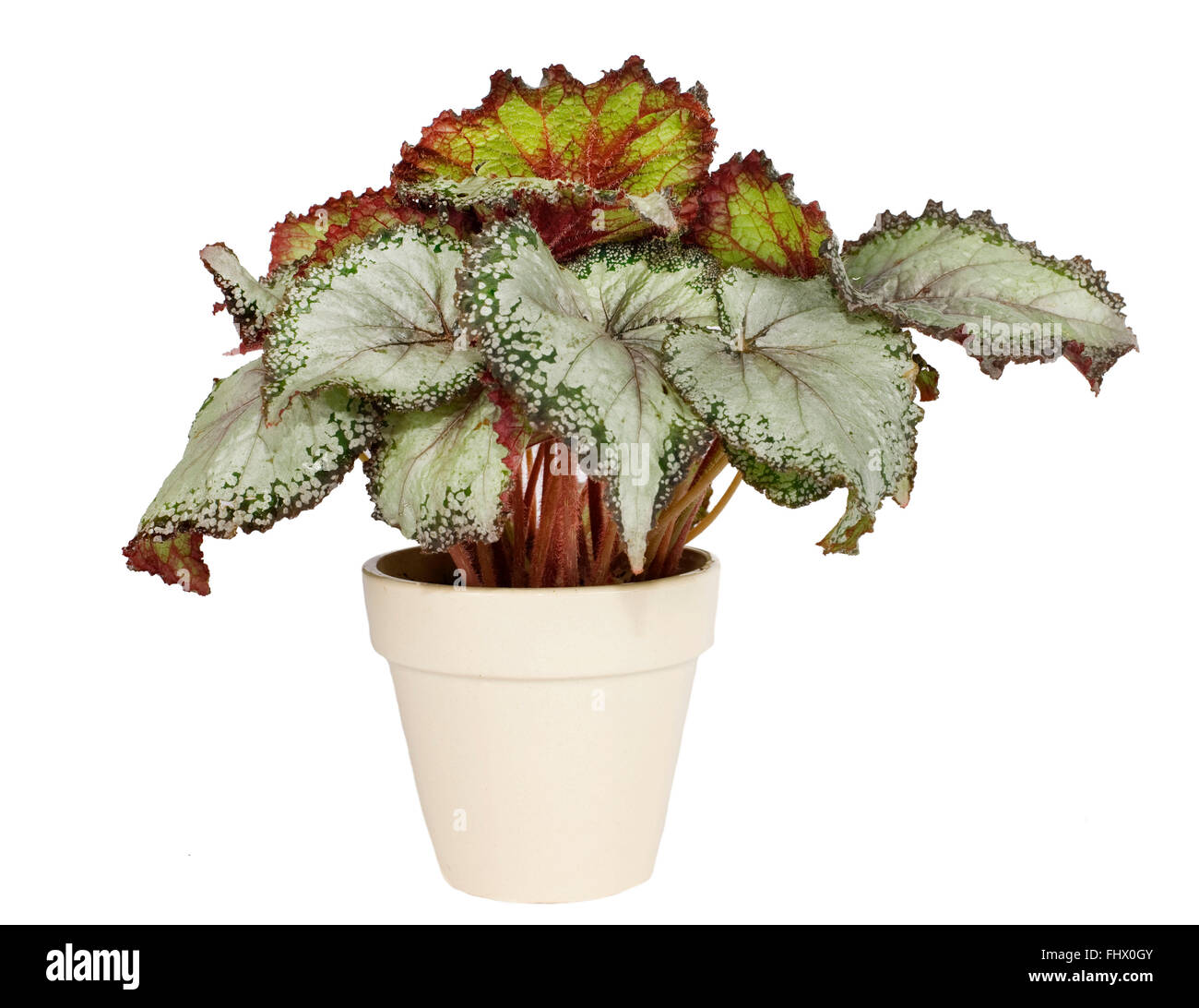 Begonia rex hi-res stock photography and images - Alamy