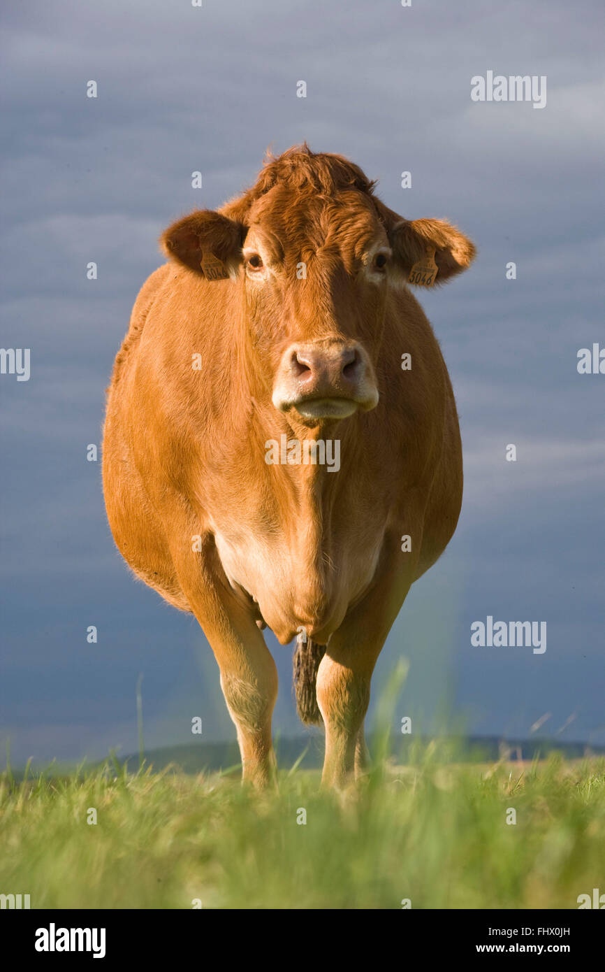 Cultivation of cattle hi-res stock photography and images - Alamy