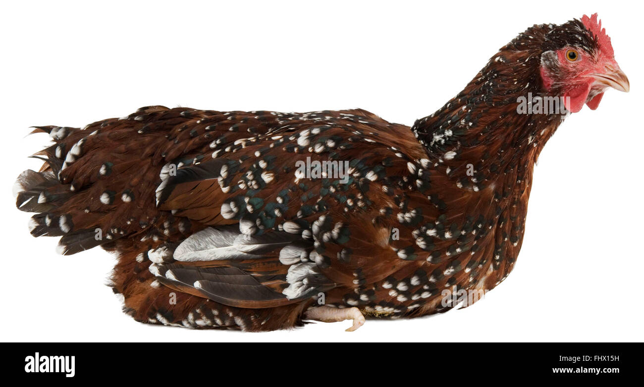 Three-colored Sussex hen Stock Photo - Alamy