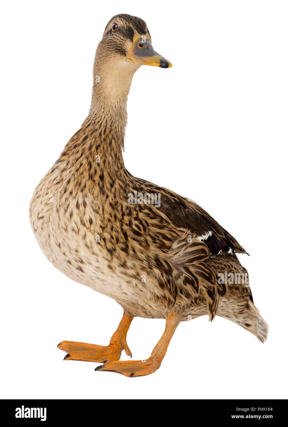 Female wild mallard duck Cut Out Stock Images & Pictures - Alamy