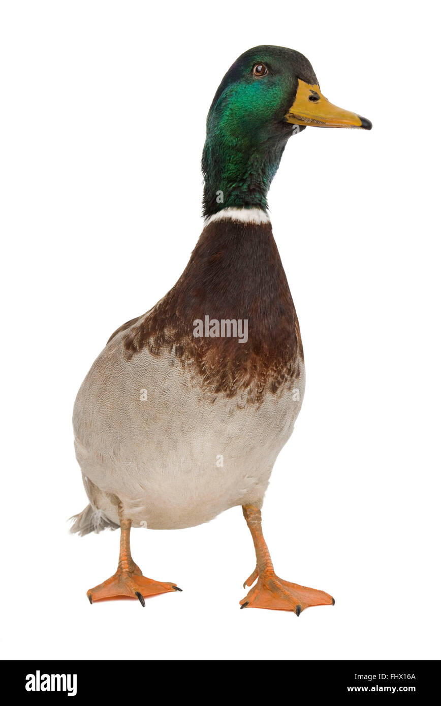 Duck mallard duck male Cut Out Stock Images & Pictures - Alamy