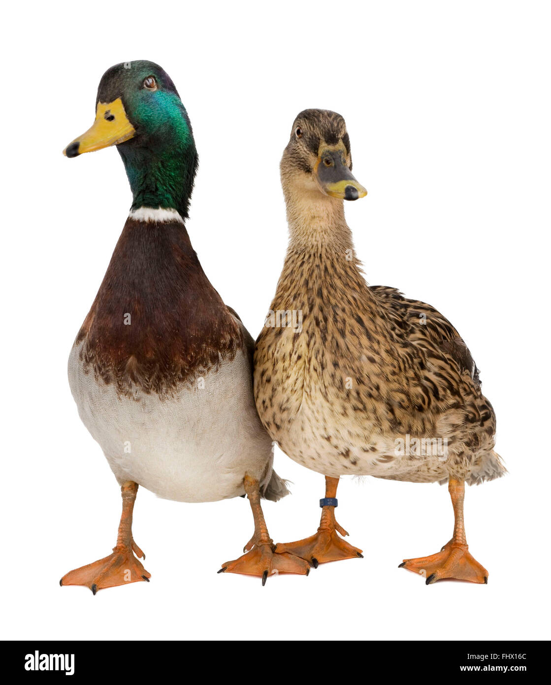 Duck outline hi-res stock photography and images - Alamy