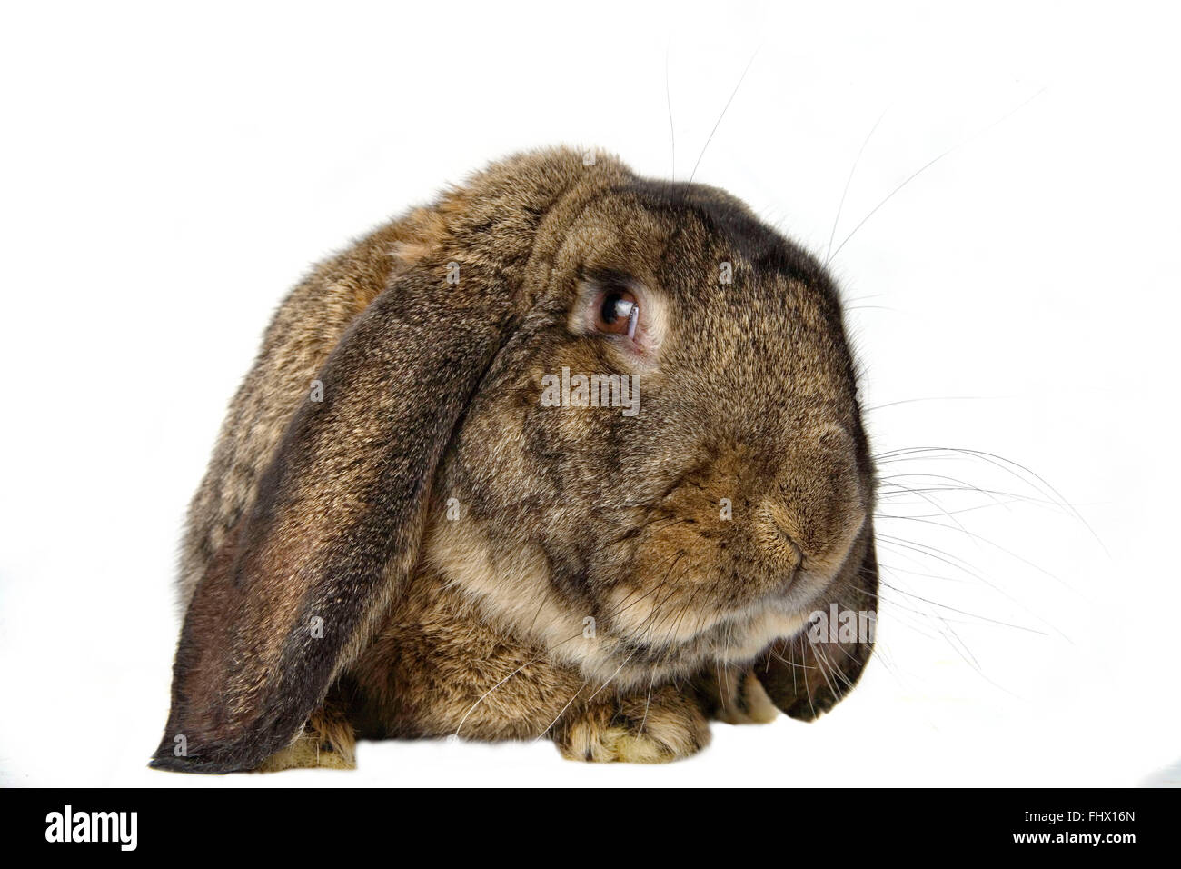 English Lop High Resolution Stock Photography and Images - Alamy