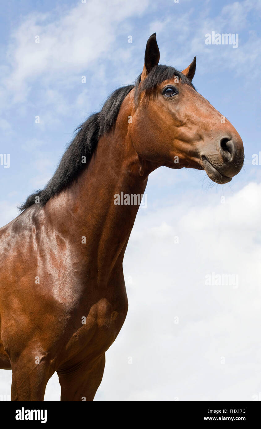 Bay color horse hi-res stock photography and images - Alamy