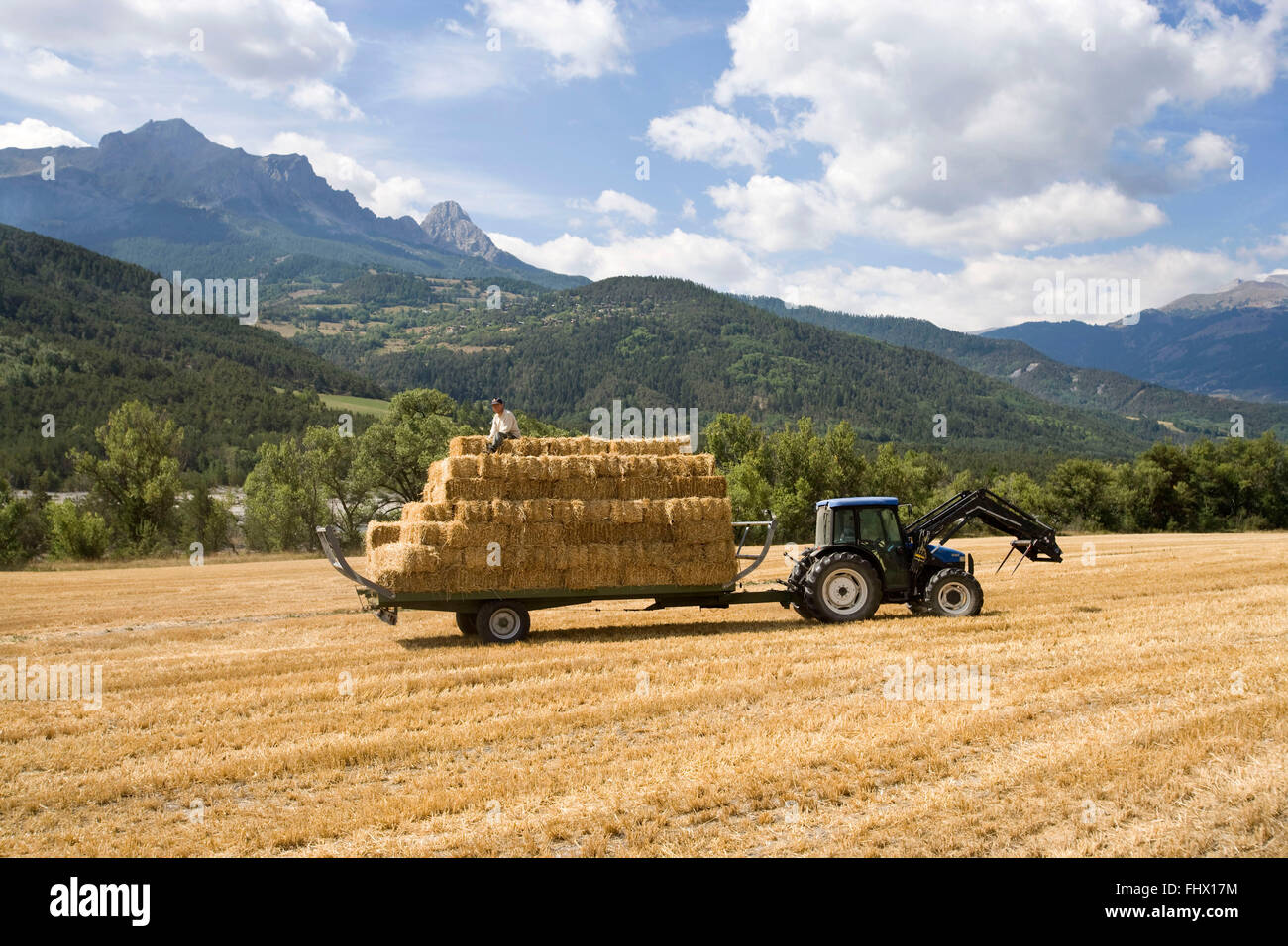 Load of straw bales Stock Photo - Alamy