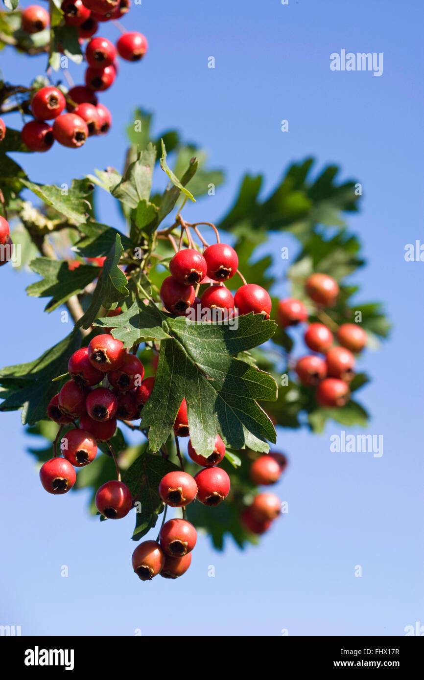 Hawthorn bay hi-res stock photography and images - Alamy