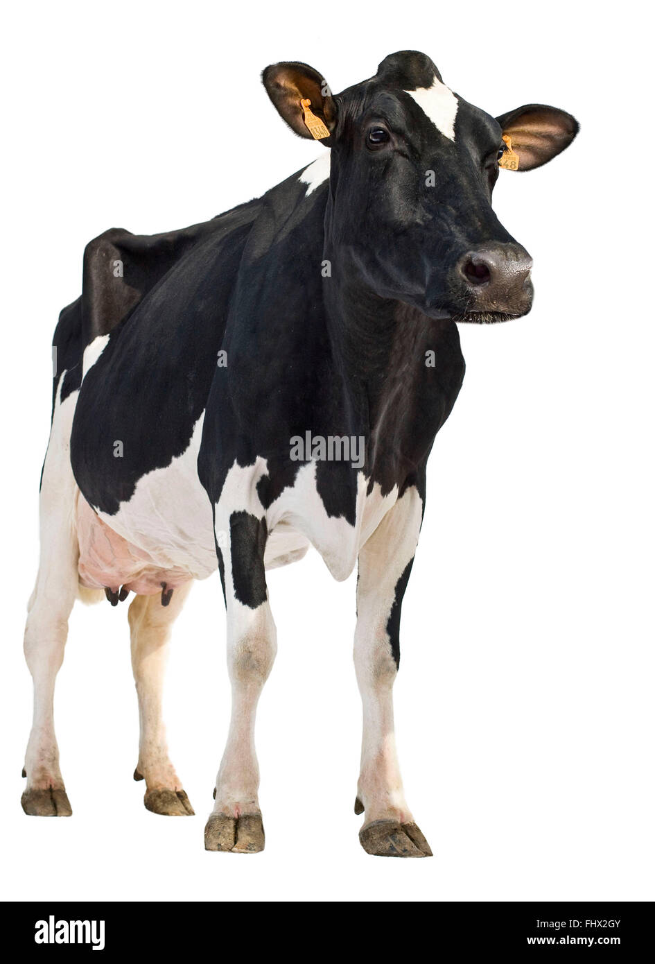 Cow cut out Cut Out Stock Images & Pictures - Alamy
