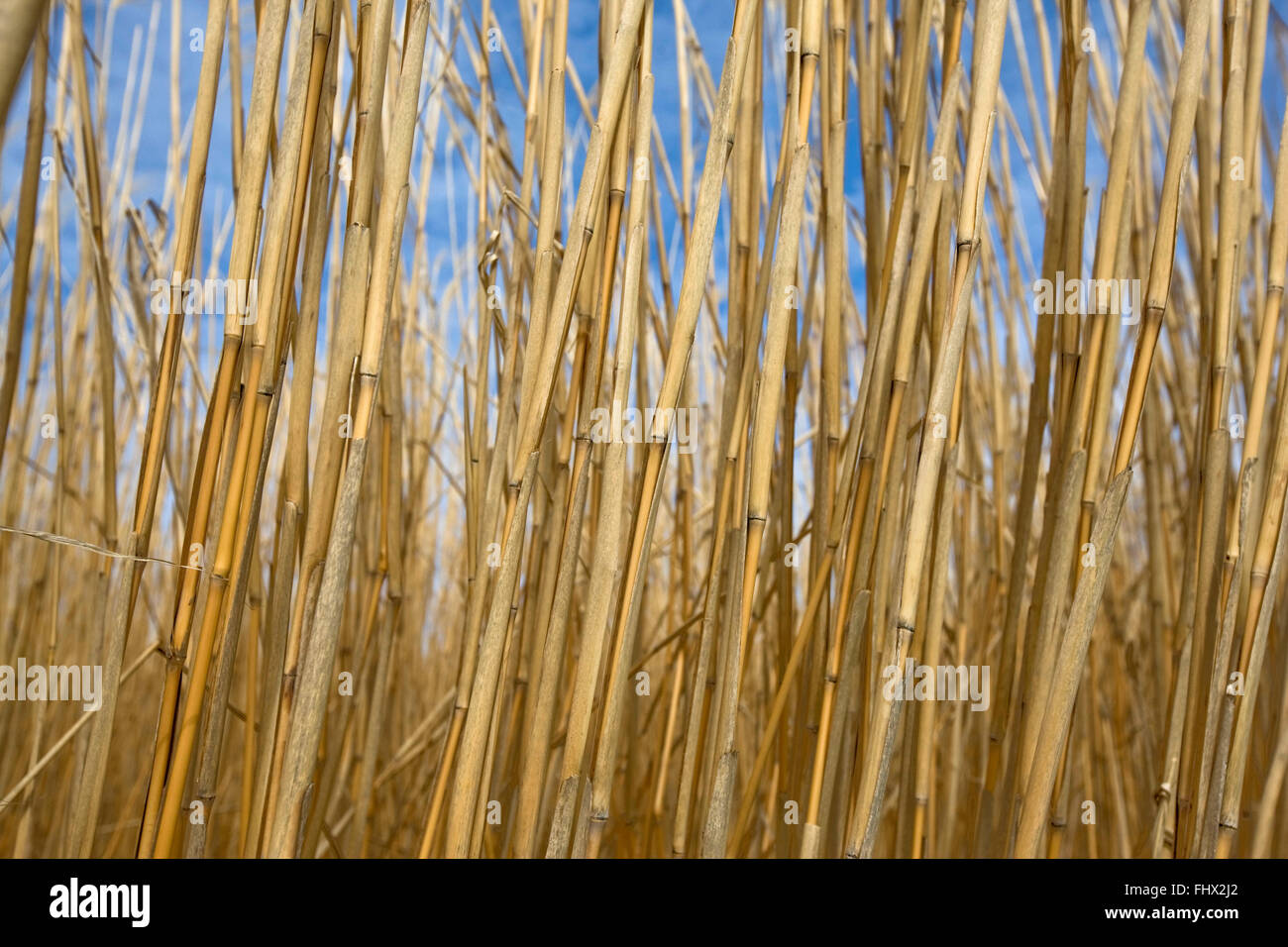 Hardy culture hi-res stock photography and images - Alamy