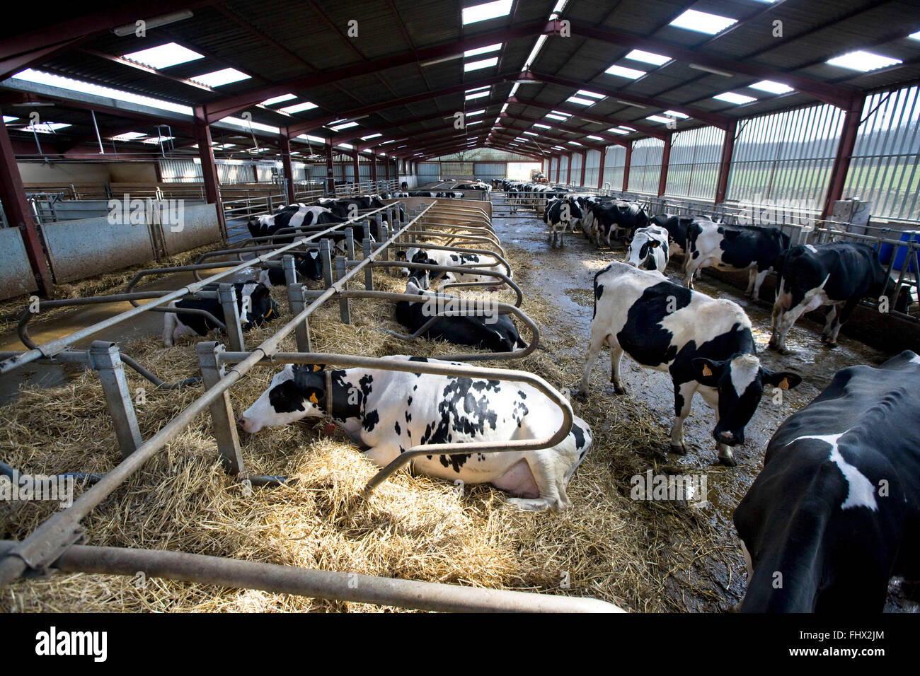Holstein cow barn hi-res stock photography and images - Alamy
