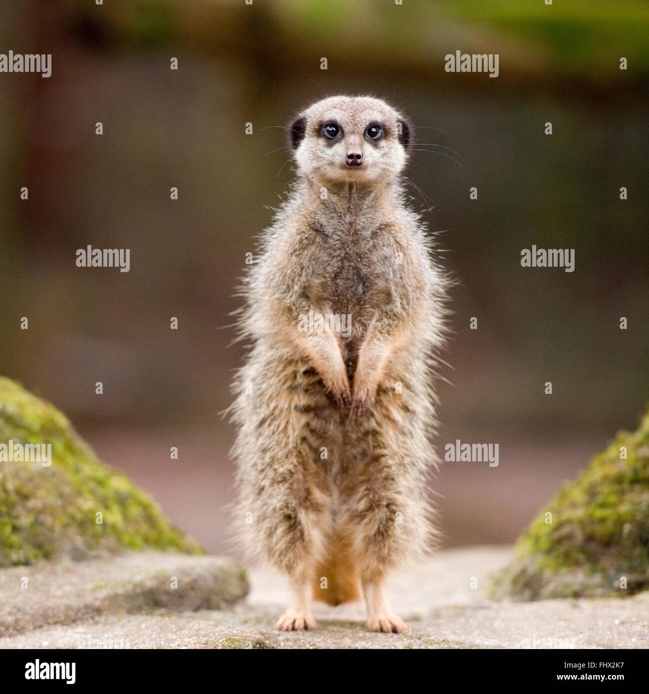 Meerkat suricata suricatta male hi-res stock photography and images - Alamy