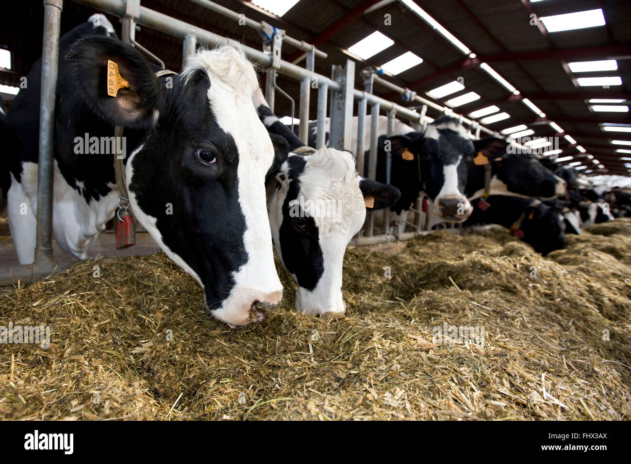 Cow eating fodder Stock Photo - Alamy