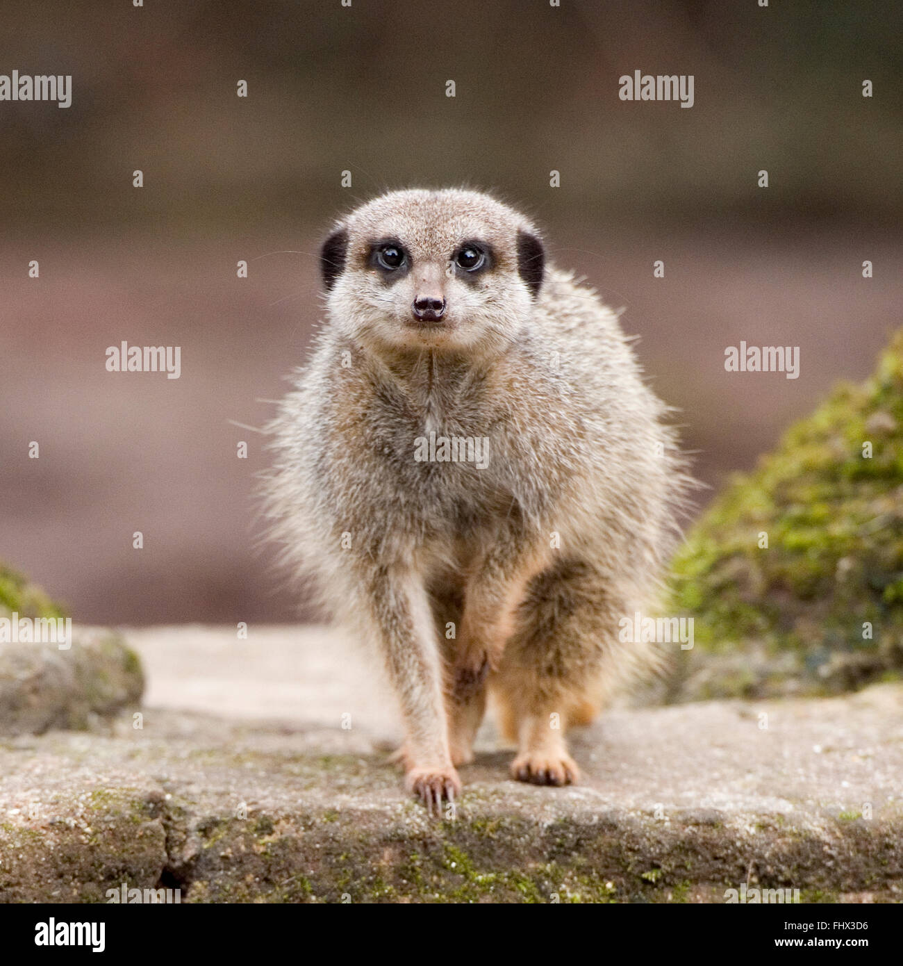 Front facing meerkat hi-res stock photography and images - Alamy