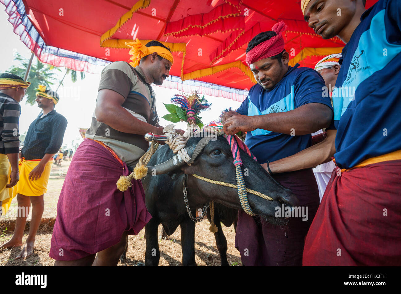 Buffalo race celebration in Western Karnataka, India Stock Photo - Alamy