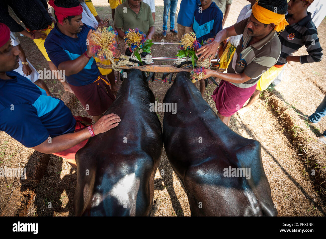 Buffalo race celebration in Western Karnataka, India Stock Photo - Alamy