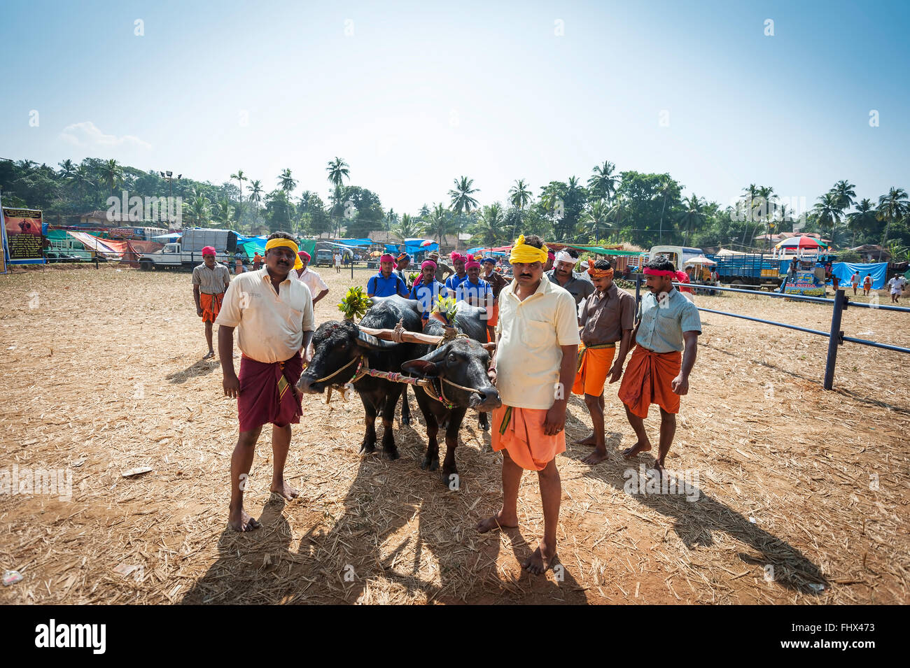 Buffalo race celebration in Western Karnataka, India Stock Photo - Alamy