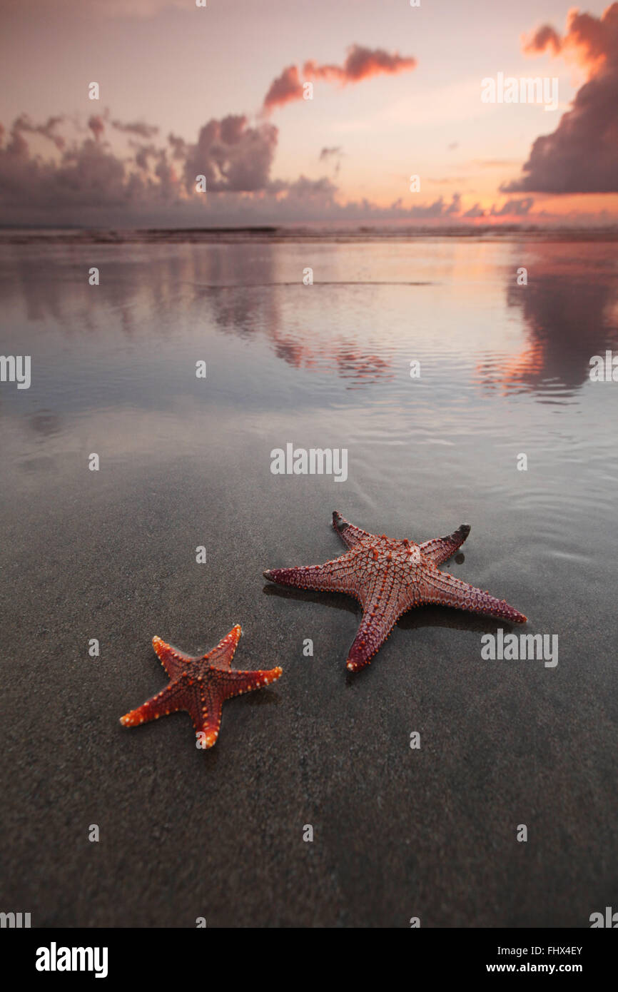 Starfish on empty beach hi-res stock photography and images - Alamy