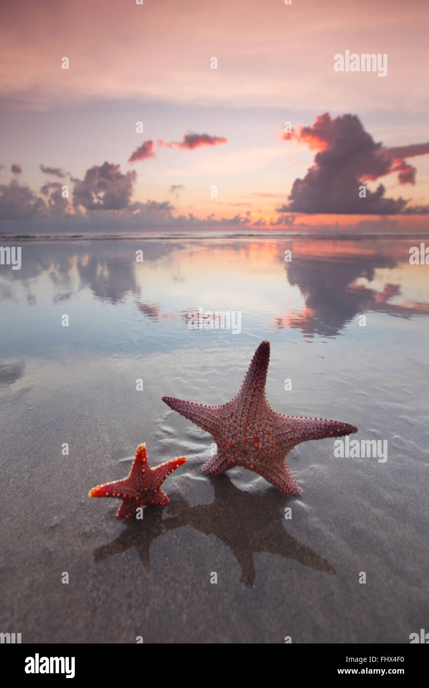 Two starfish on empty beach at sunset Stock Photo - Alamy