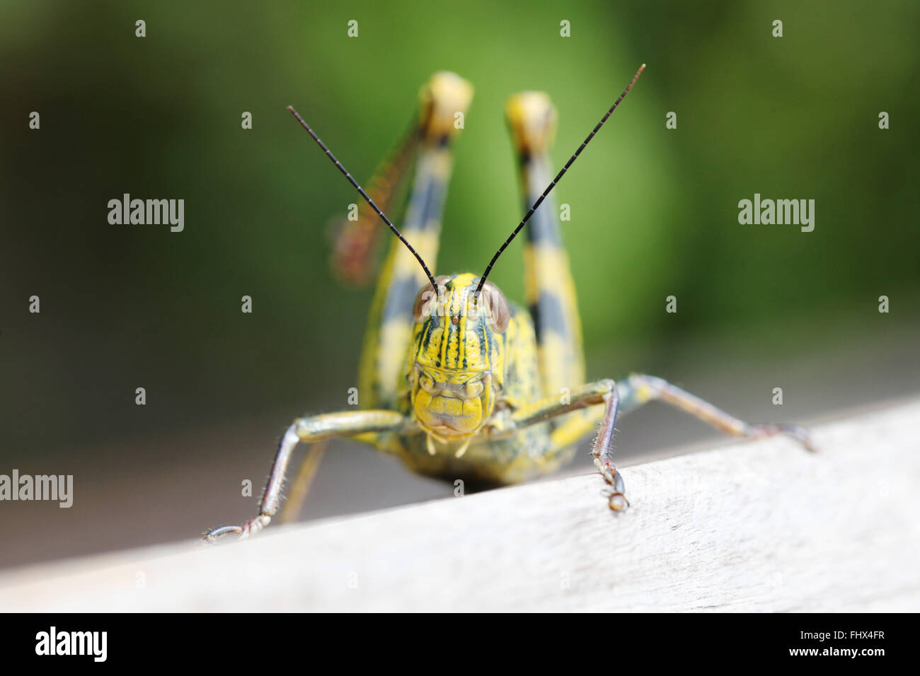 Close up of colorful big locust macro outdoors Stock Photo - Alamy