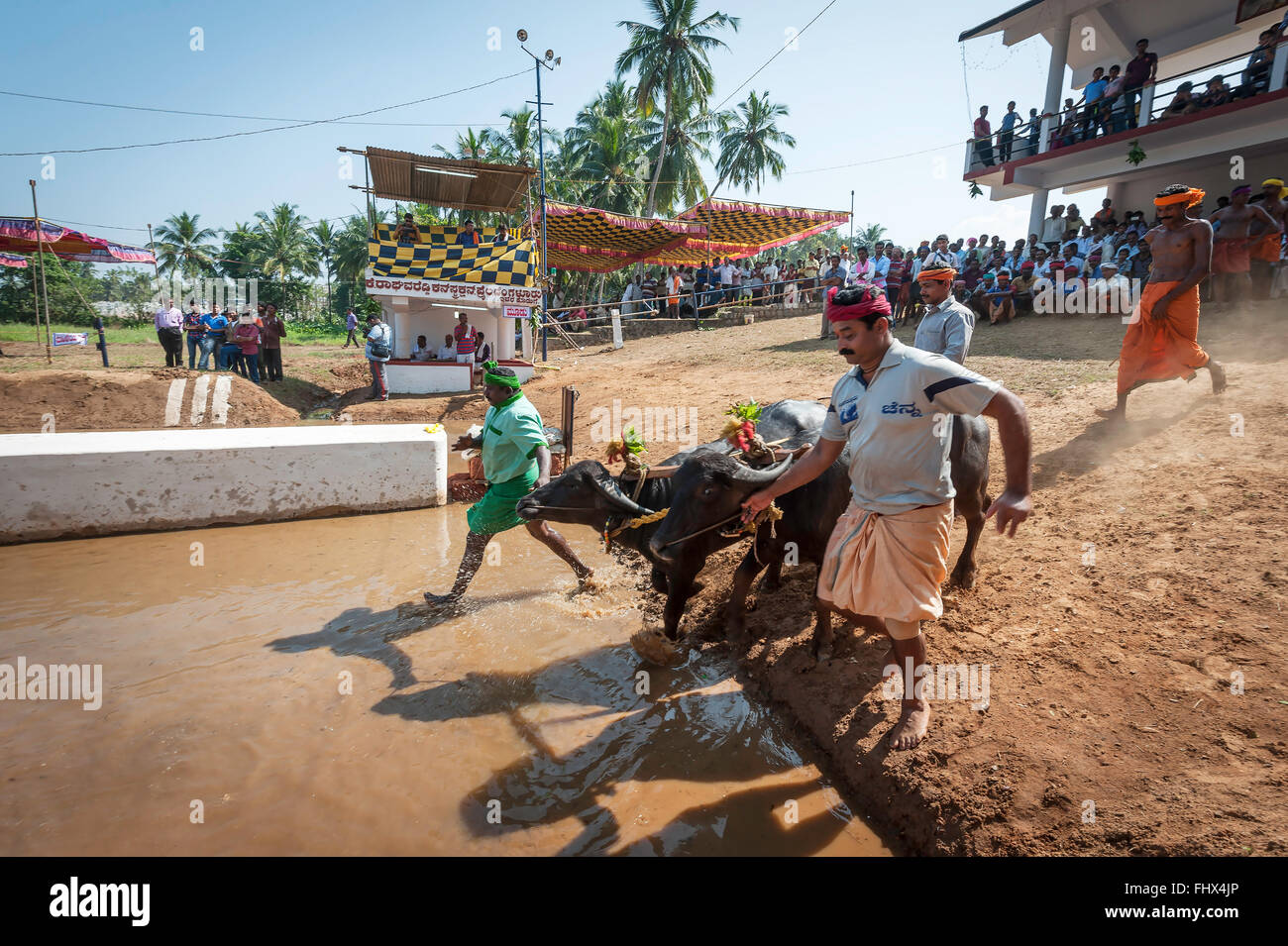 Buffalo race celebration in Western Karnataka, India Stock Photo - Alamy
