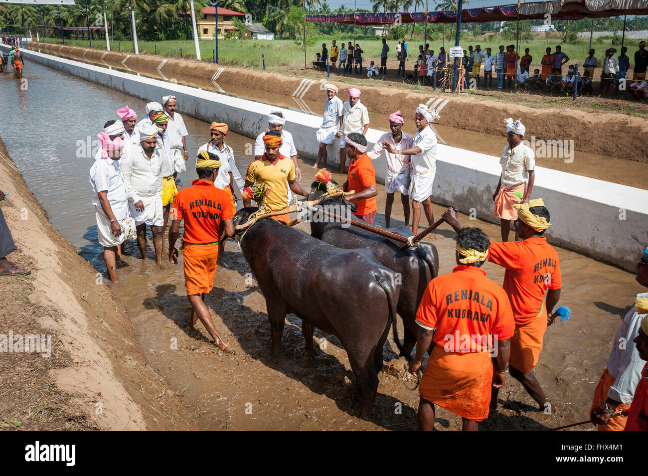 Buffalo race celebration in Western Karnataka, India Stock Photo - Alamy