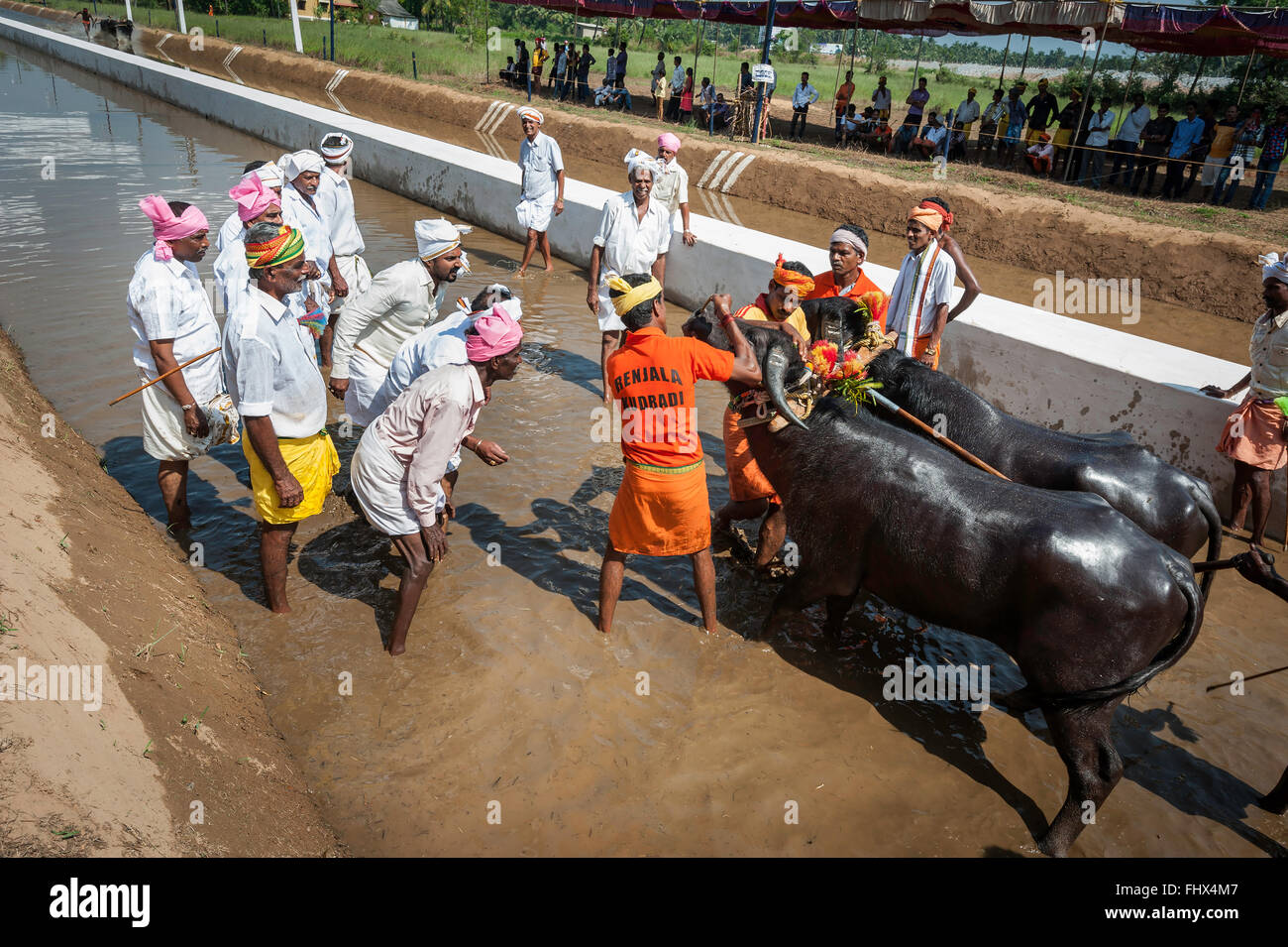Buffalo race celebration in Western Karnataka, India Stock Photo - Alamy